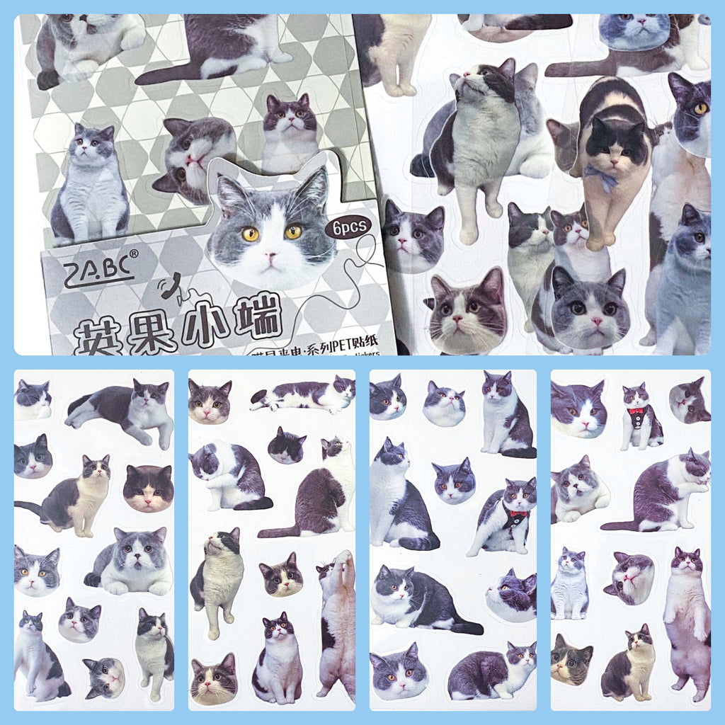 Just 50p! GREY & WHITE CATS Clear Plastic Stickers – The Kawaii Squirrel