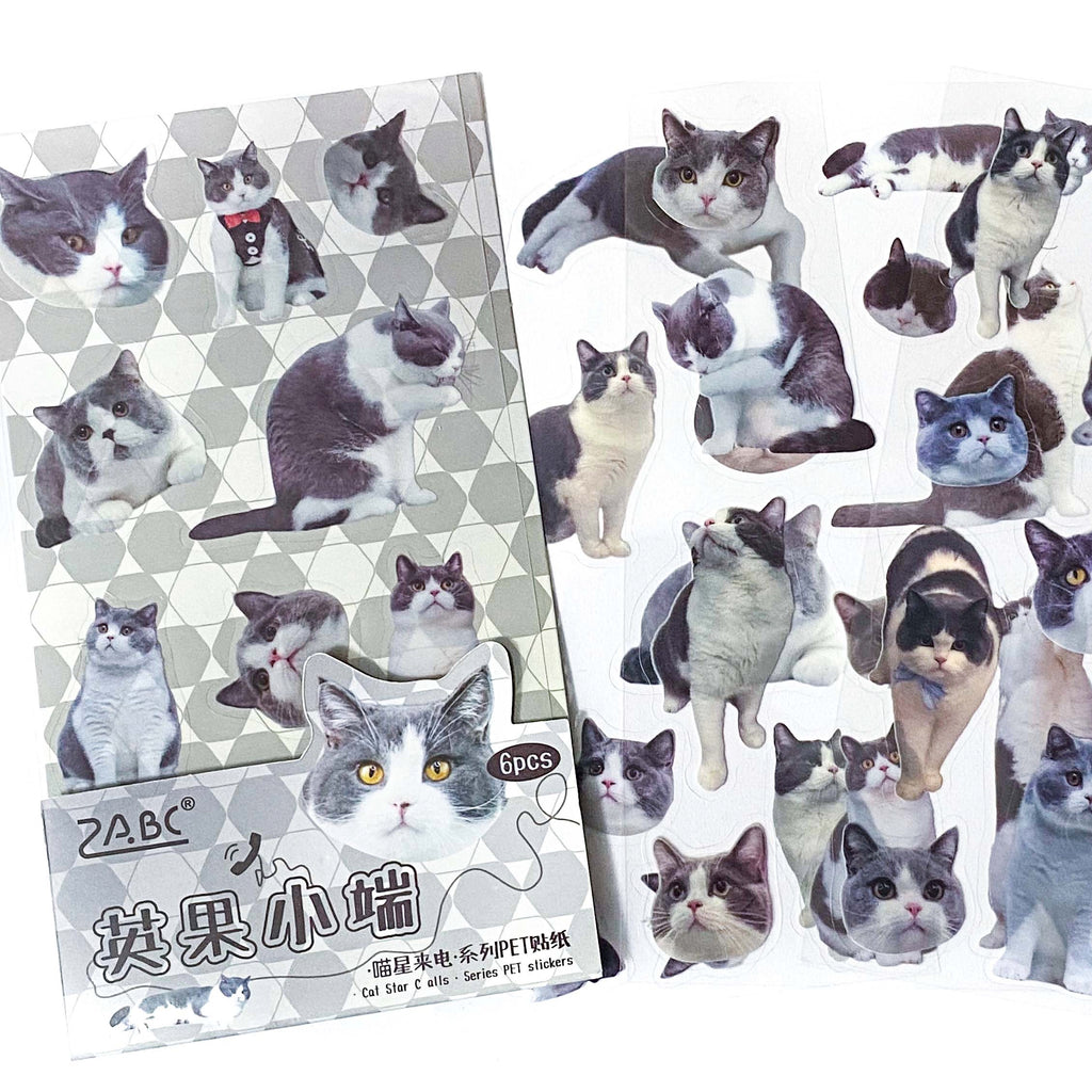 Just 50p! GREY & WHITE CATS Clear Plastic Stickers – The Kawaii Squirrel